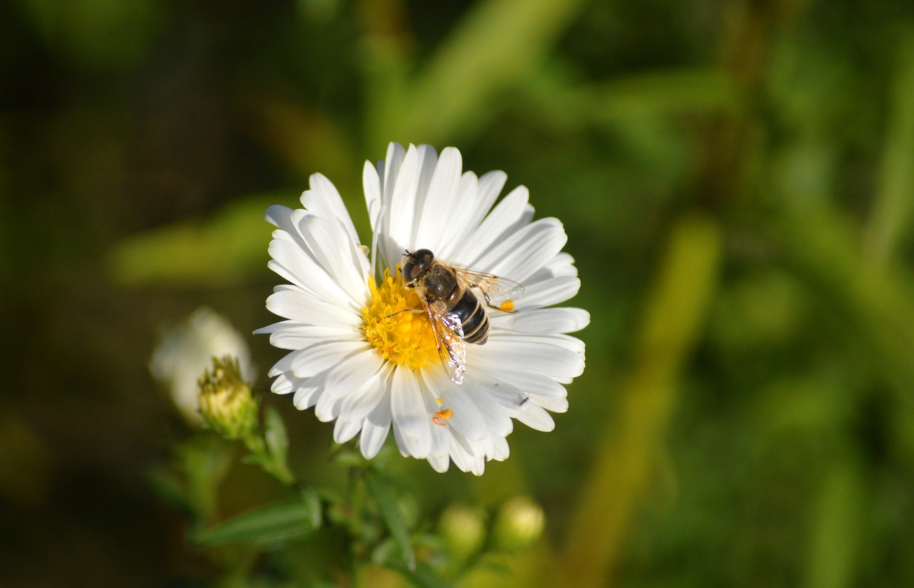 Altea : apprenez à connaître et à cultiver cette magnifique plante