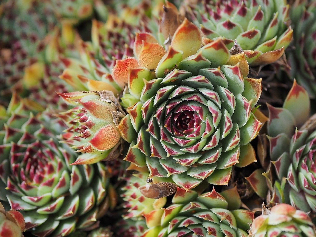 Succulentes : ces joyaux durables de votre jardin