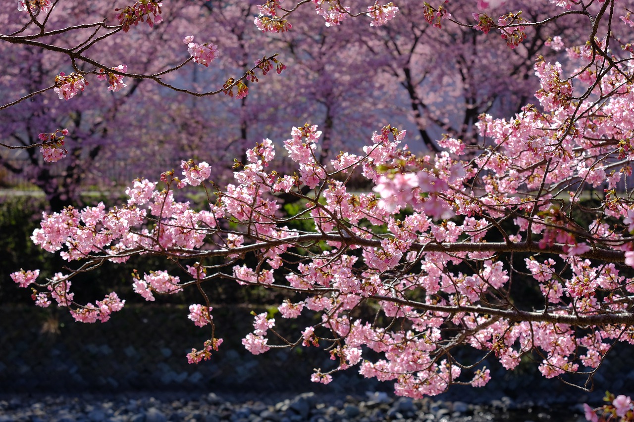 Comment bien choisir un arbre à fleurs roses
