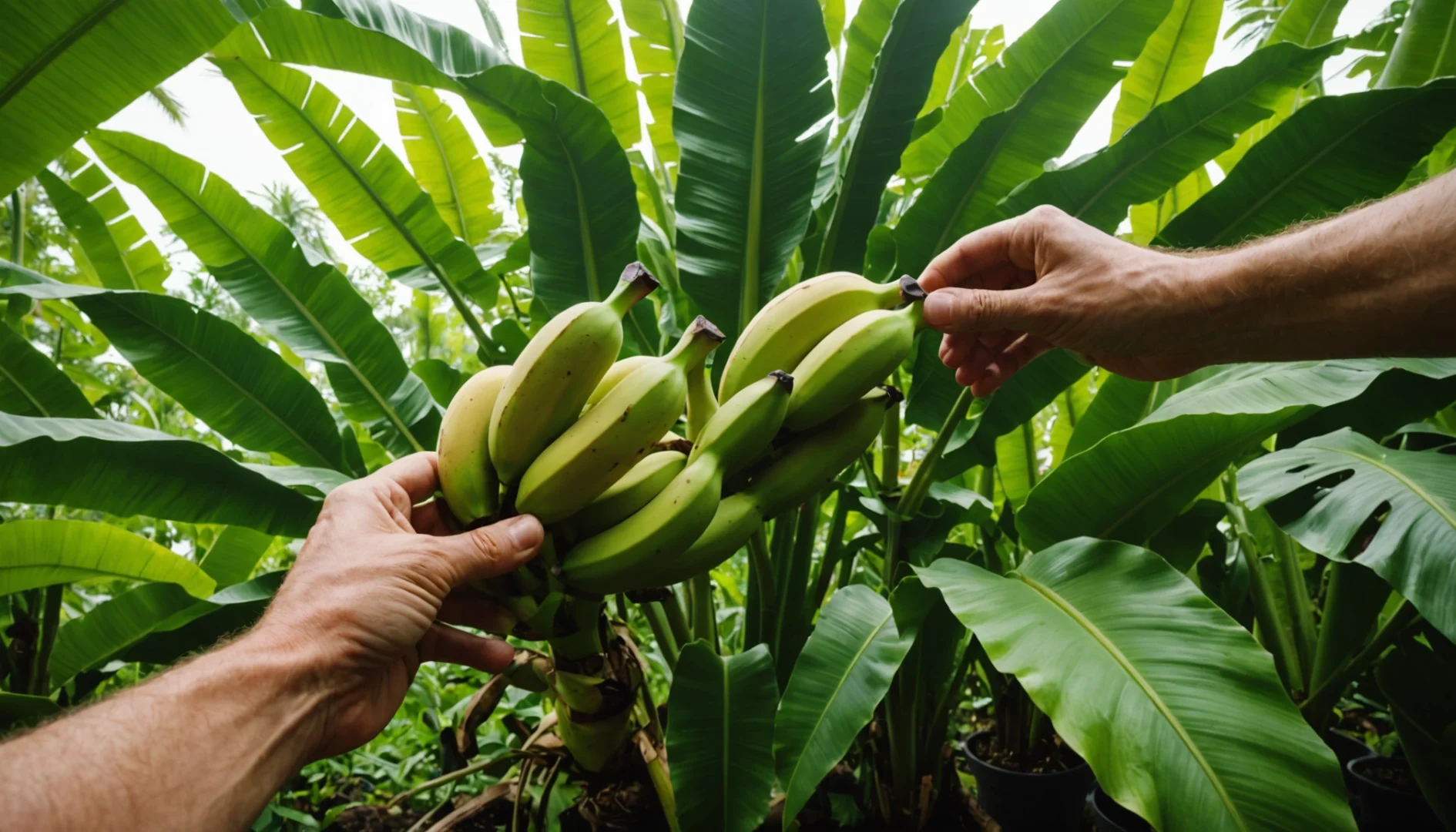 Bananier : les étapes pour une culture réussie