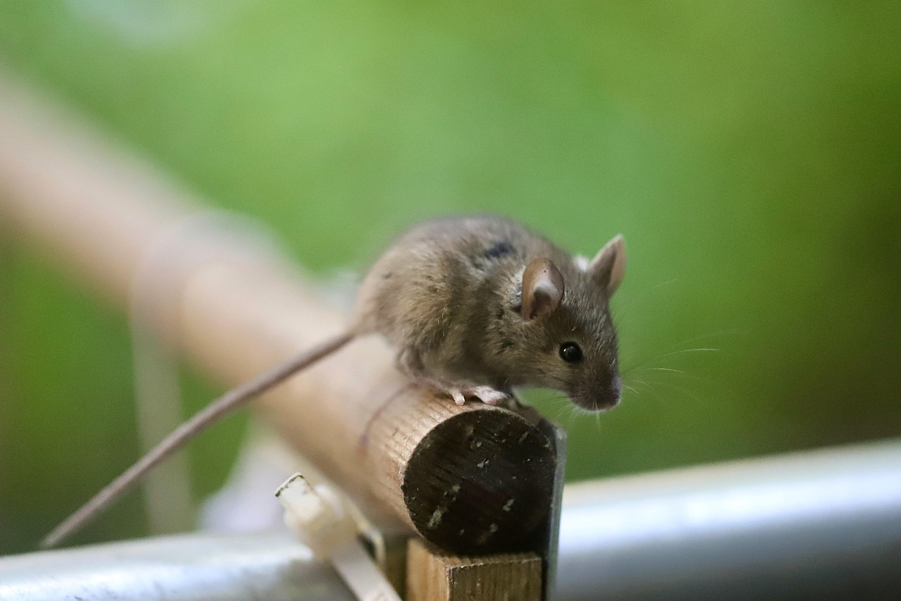 Comment préserver votre qualité de vie à Marseille en éliminant les ...